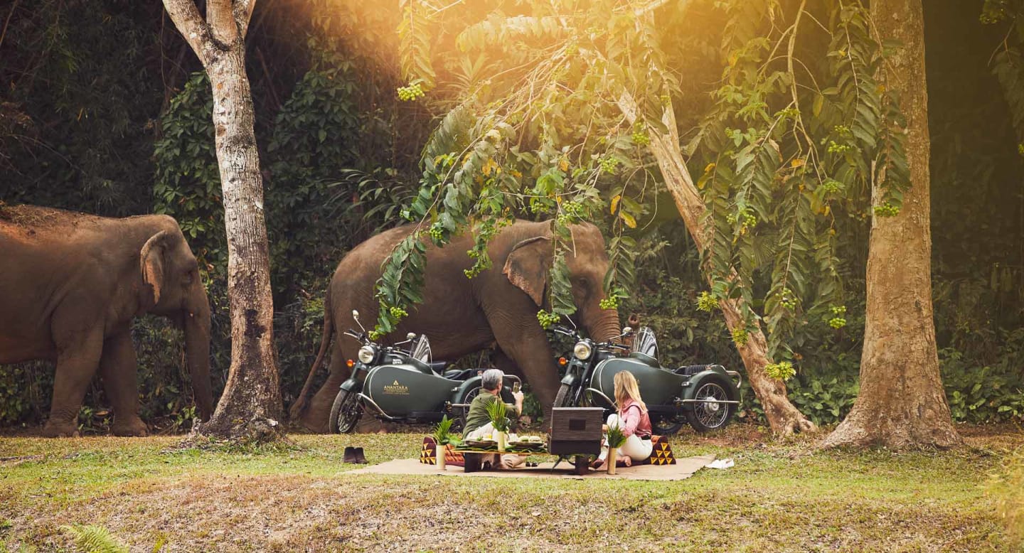 Chiang Rai Elephant Experiences | Sleep among elephants