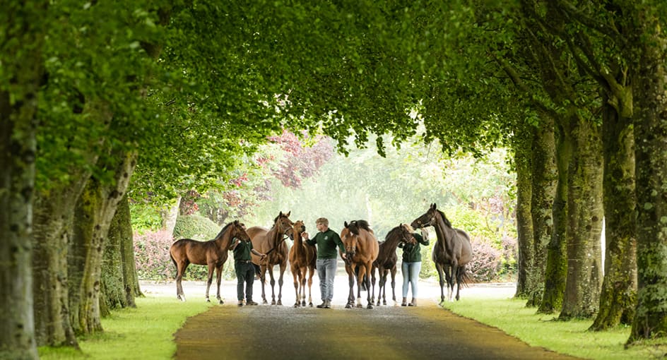 Kildangan Stud | Anantara The Marker Dublin Hotel