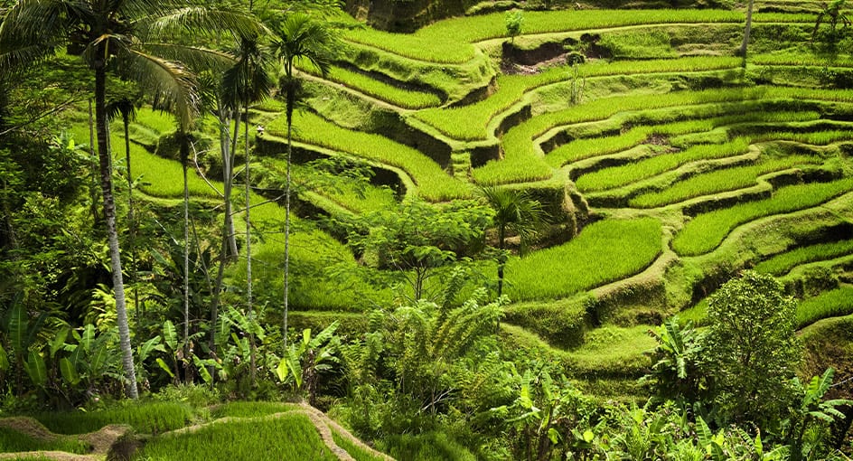 Rizières en terrasses de Tegallalang Bali | Anantara Ubud Bali | Nature ...