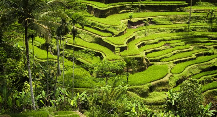 5 Star Resort in Bali | Anantara Ubud Bali Resort Official Site