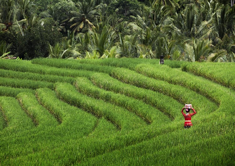 Bali Accommodation Deals | Anantara Ubud Bali | Special Offers