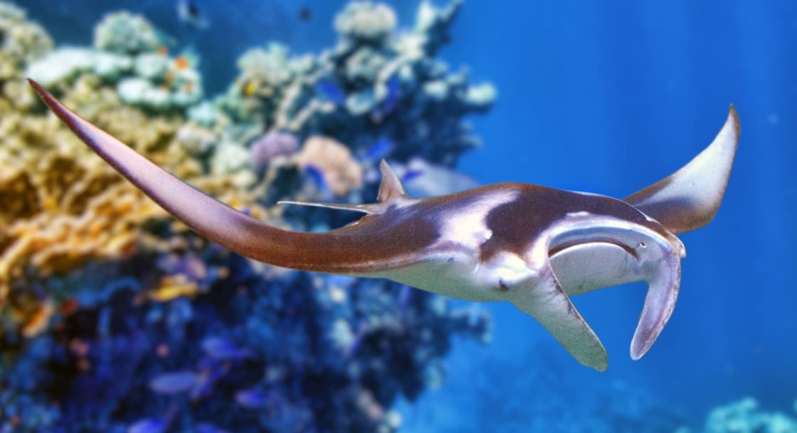 Bucee en las Maldivas con mantarrayas | Anantara Kihavah